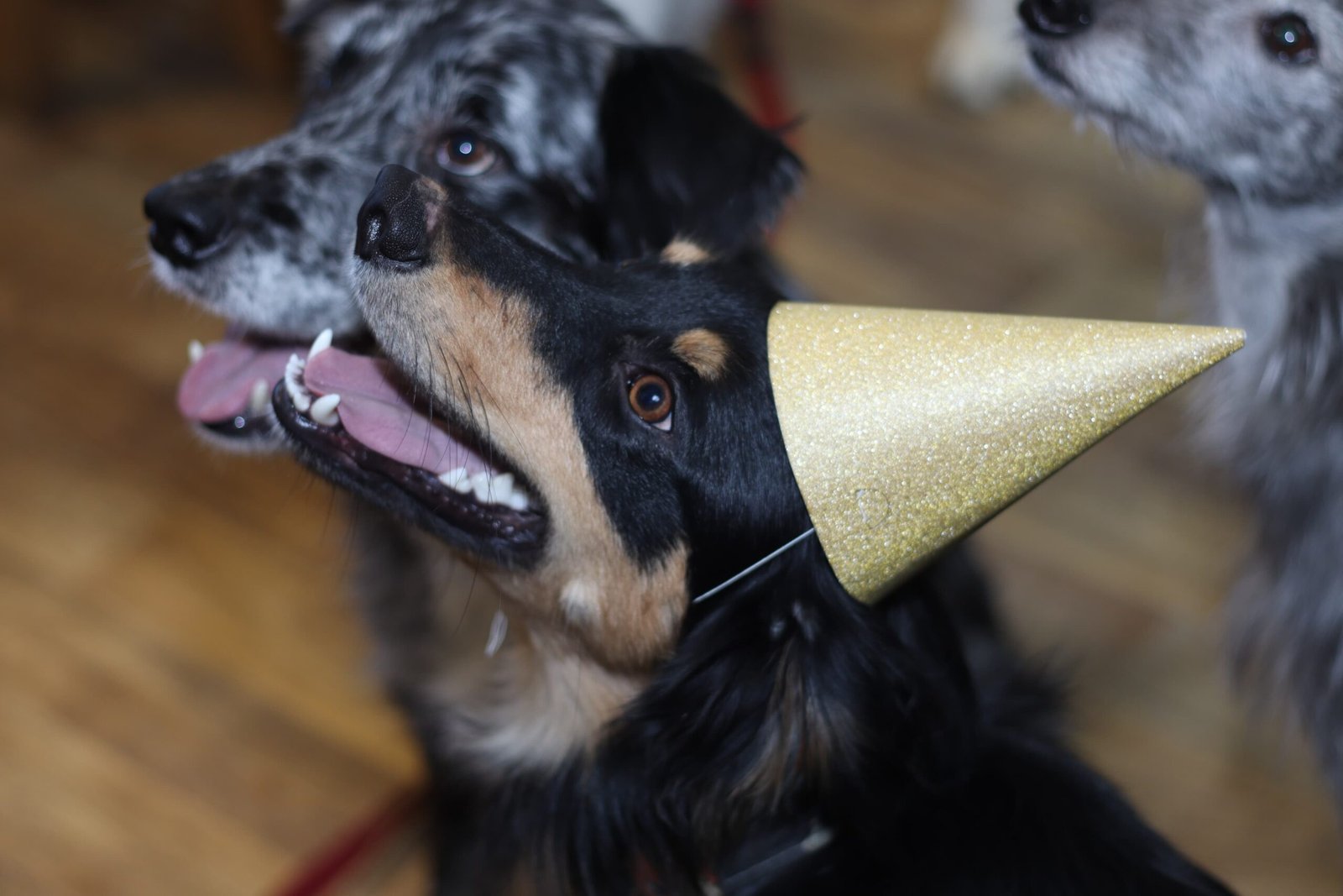 Birthday Party’s – Barking Blends Coffee House